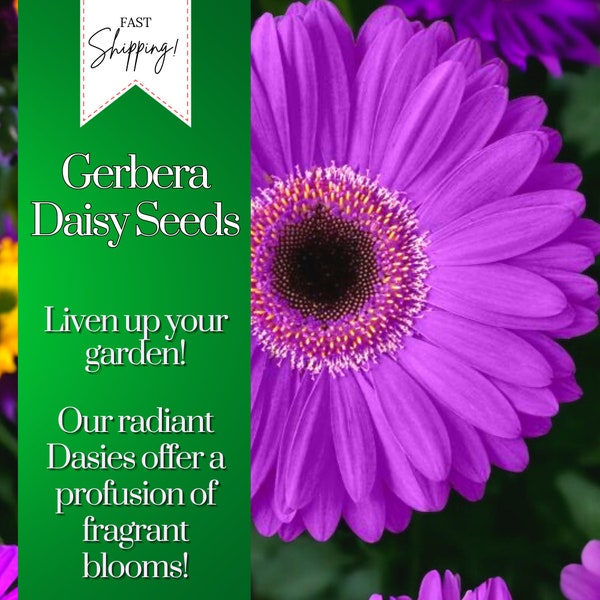 Gerbera Daisy - Etsy
