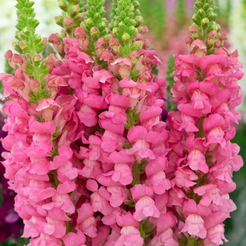 200 Snapdragon Seeds Heirloom Flower, Flower Seeds, Annual Seeds, Bulk ...
