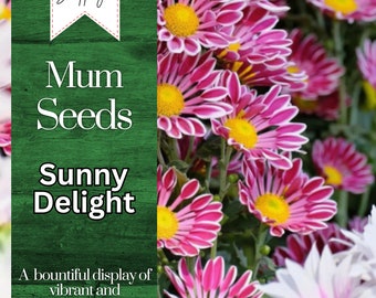 Twilight Plum Mum Chrysanthemum Seeds 200+ Seeds Mum Flower, Flower ...