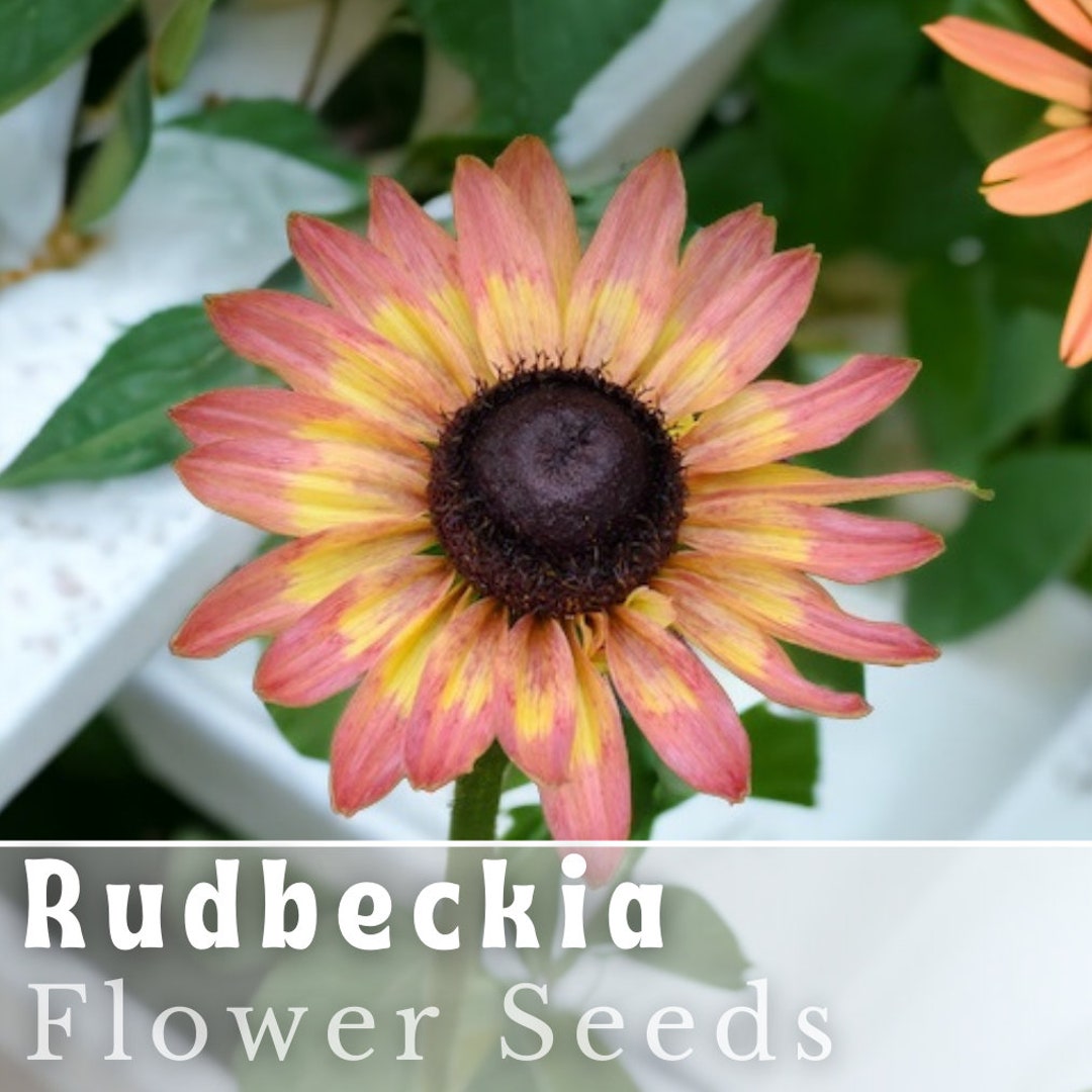 Lemonade - Rudbeckia Seeds - 150 Seeds - Garden Bloom Flower Seed ...
