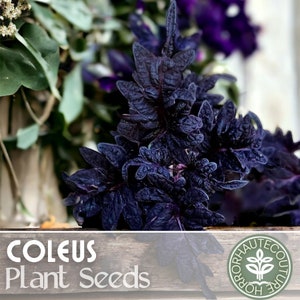 100+ Coleus Seeds Heirloom Flower, Flower Seeds, Annual Seeds, Bulk ...