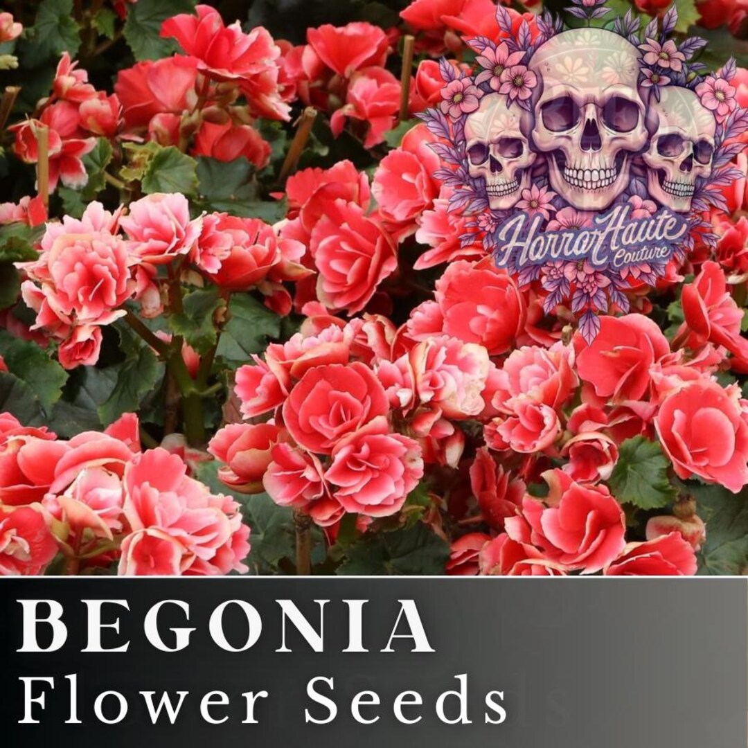 Saffron Sparkle Begonia Seeds 45 or 125 Seeds Flower, Flower Seeds, Non ...