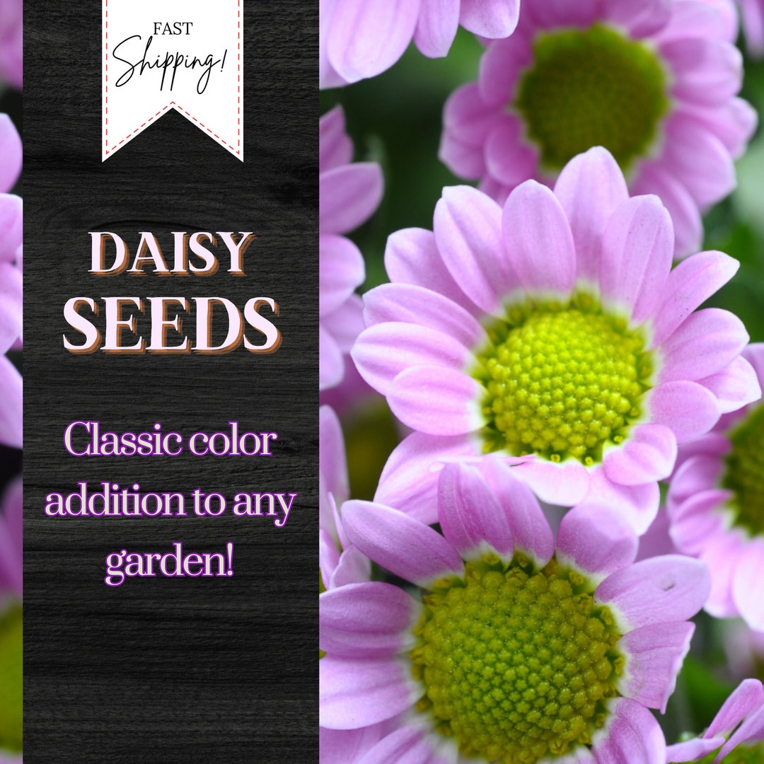 Daisy Seeds 125+ Seeds Daisy Flower, Flower Seeds, Annual Seeds, Bulk ...