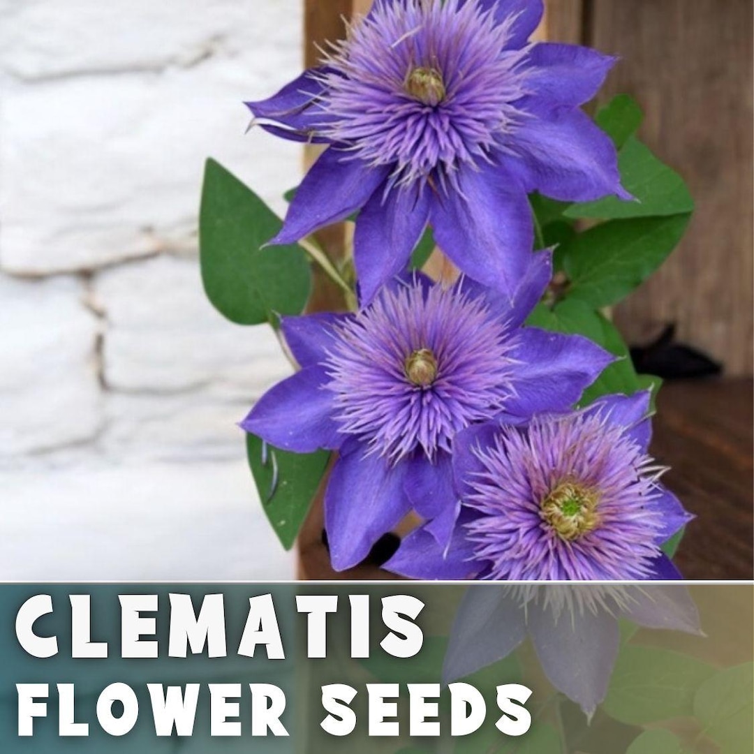 Clematis Seeds 35+ Seeds Flower, Flower Seeds, Annual Seeds, Bulk Seeds ...