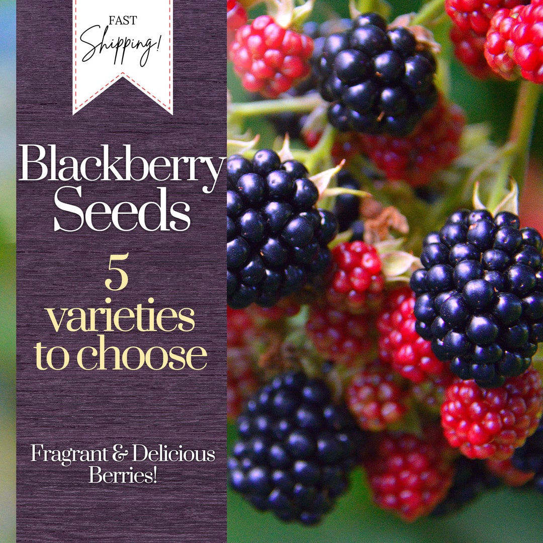 125+ Blackberry Seeds, USA Seller Free Shipping Fruit Seeds Fragrant - Etsy
