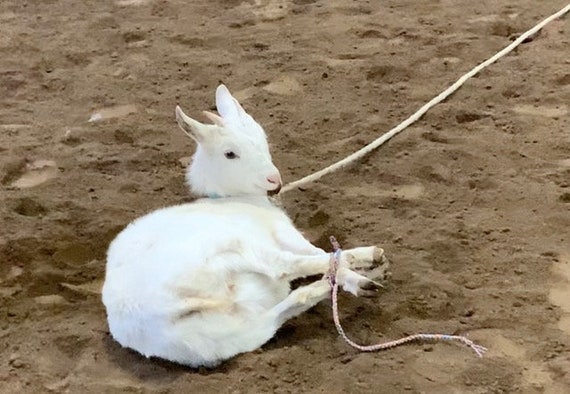 What Kind Of Goat Is Used For Goat Tying