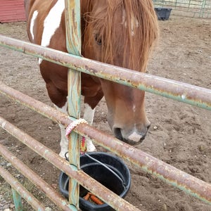 Horse Bucket Hanger, Equine Feed Net and Water Bucket Hanger Horse ...