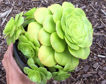 Succulent flower | Etsy