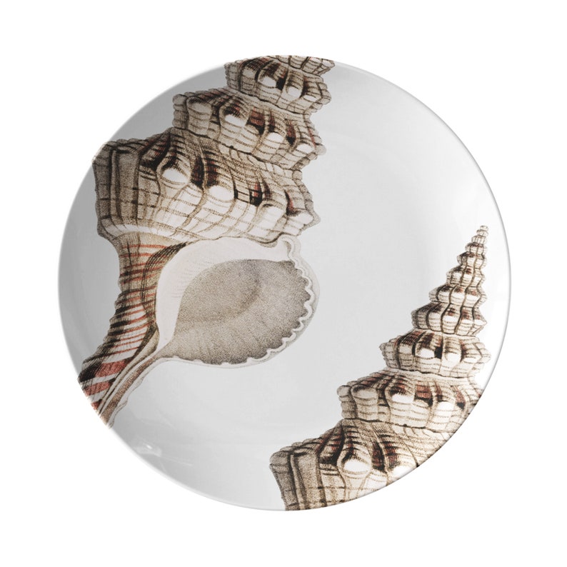 Conch Shell Plates Set of 4 Seashell Plates Sealife Dinner - Etsy