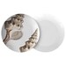 Conch Shell Plates, Set of 4, Seashell Plates, Sealife Dinner Plates ...