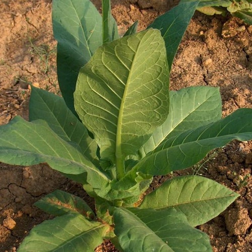 1000 Aztec Nicotiana Rustica Tobacco Seeds Aztec Tobacco - Etsy