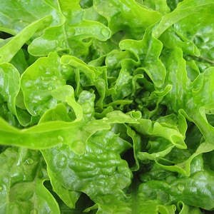 4,000 Gourmet Lettuce Seed Mix - 5 Varieties - Bulk Seed - Heirloom Non ...