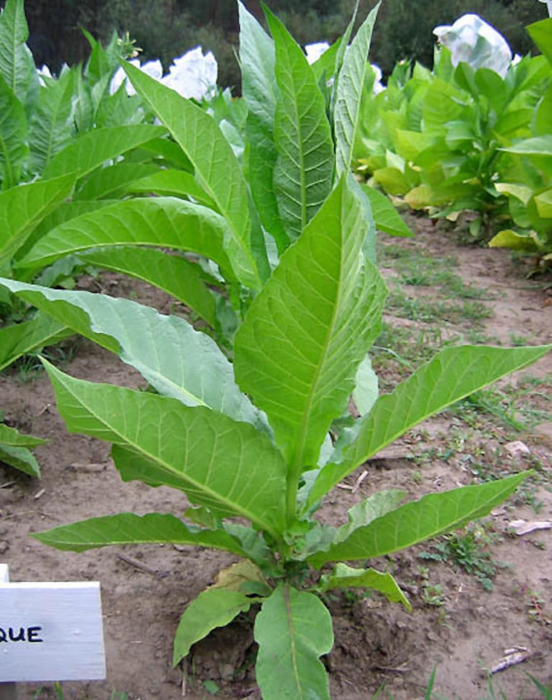 1000 Perique Tobacco Seeds ~ Heirloom Nicotiana Tabacum ~ Distinctive ...