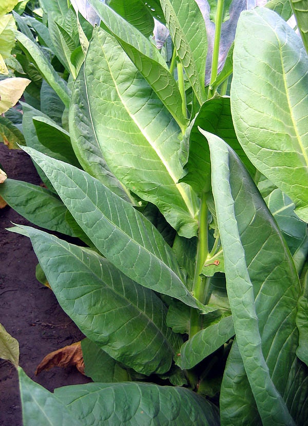 1000 NB 11 Tobacco Seeds ~ Burley Type Heirloom Non-gmo Nicotiana ...