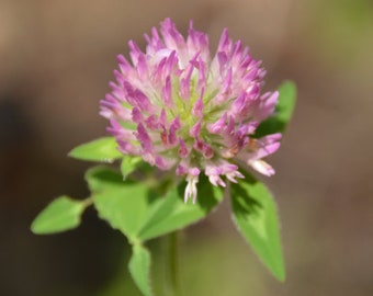 25 Giant Crimson Clover Seeds-1070 - Etsy