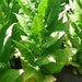 1000 Harrow Velvet Tobacco Seeds Heirloom Medium Flavor Burley - Etsy