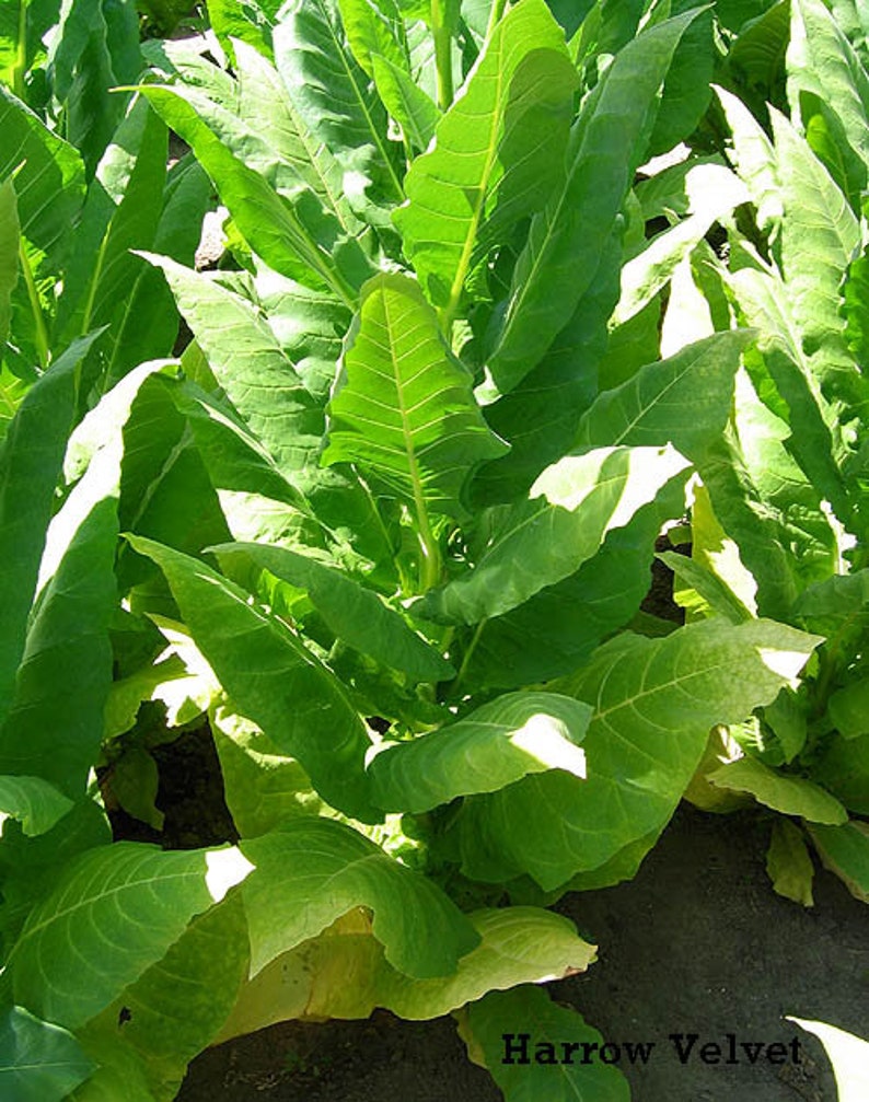 1000 Harrow Velvet Tobacco Seeds Heirloom Medium Flavor - Etsy