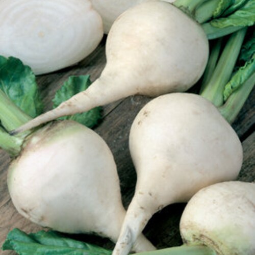 200 White Albino Beet Seeds Gourmet and Tender Non-gmo - Etsy