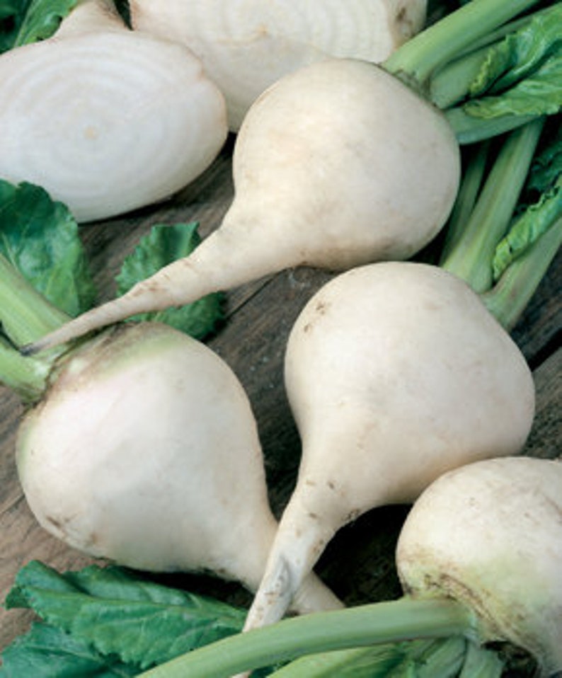 200 White Albino Beet Seeds - Gourmet and Tender Non-gmo Heirloom Sweet ...