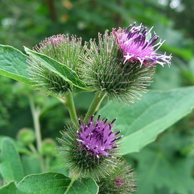 30 Arctium Lappa 'takinogawa Long Burdock' Gobo - Etsy