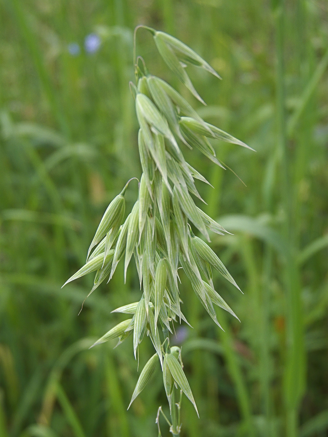 250 Avena Sativa Seeds - Common Oat Seeds - Non-gmo Cereal Grain - Etsy