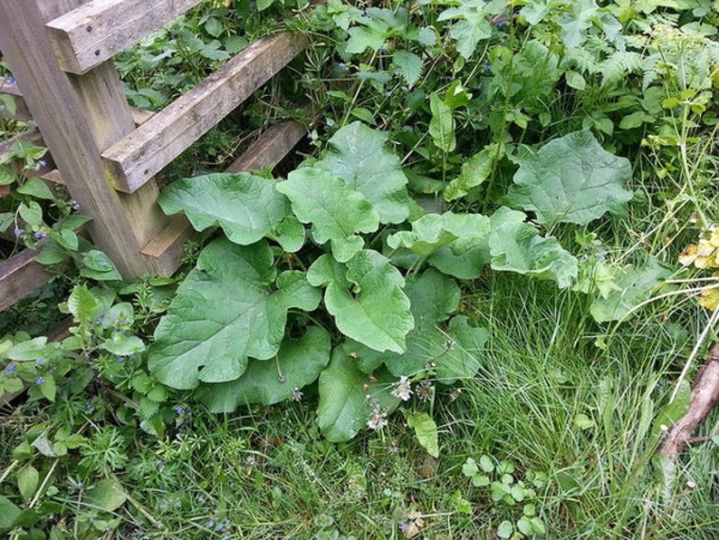 30 Arctium Lappa 'takinogawa Long Burdock' Gobo - Etsy