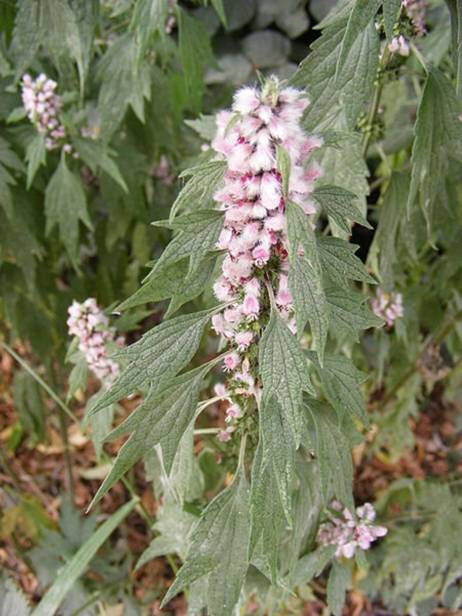 150 Leonurus Cardiaca Seeds - Motherwort Seeds - Herb - Beautiful ...