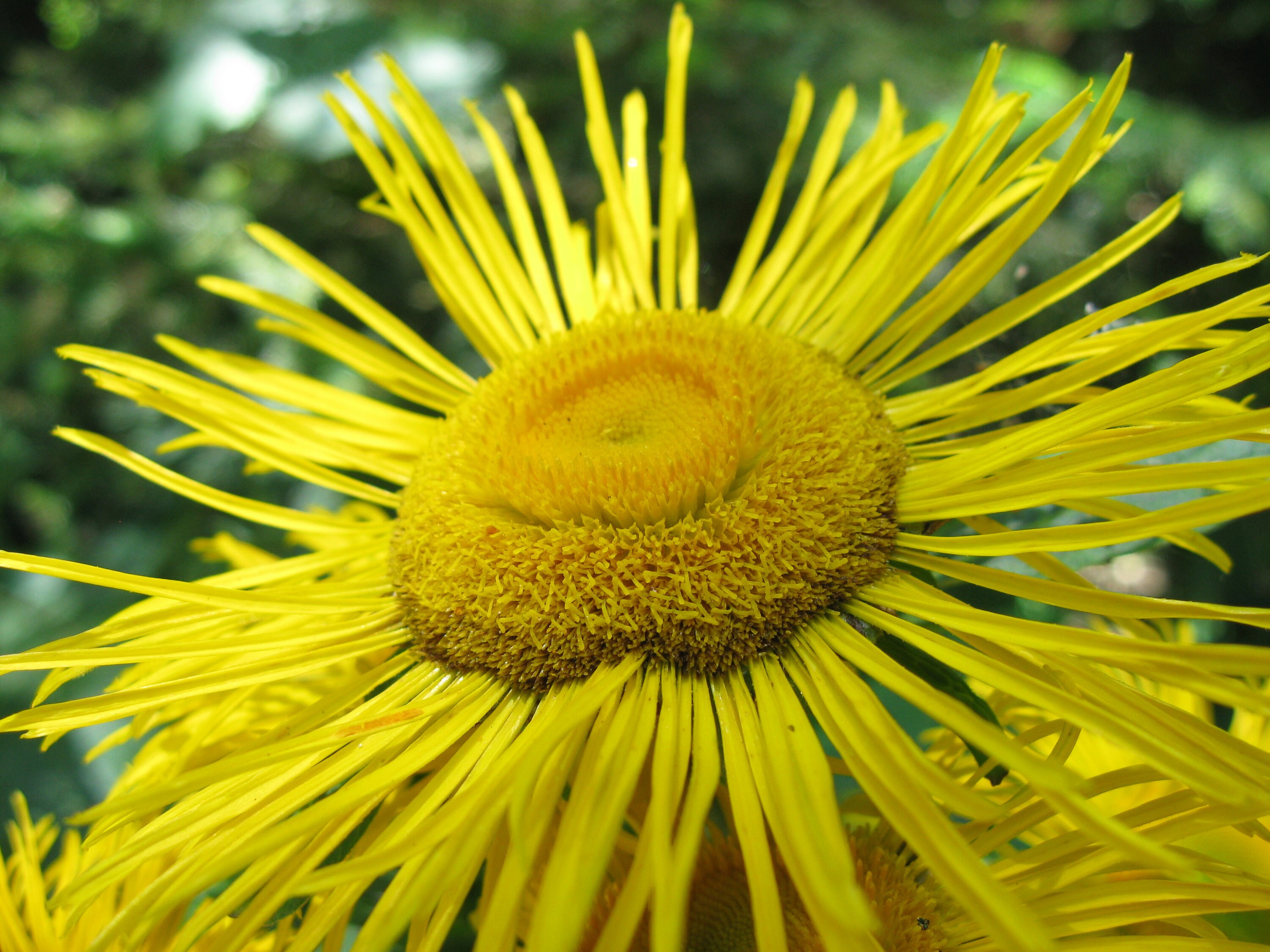 50 Inula Helenium Seeds - Horse Heal - Elf Dock - Elecampane - Non-gmo ...