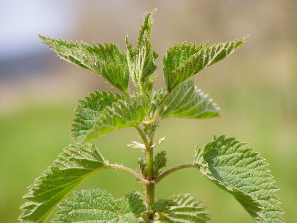 3000 Stinging Nettle Seeds - Urtica Dioica Seeds - Plant - Deer ...