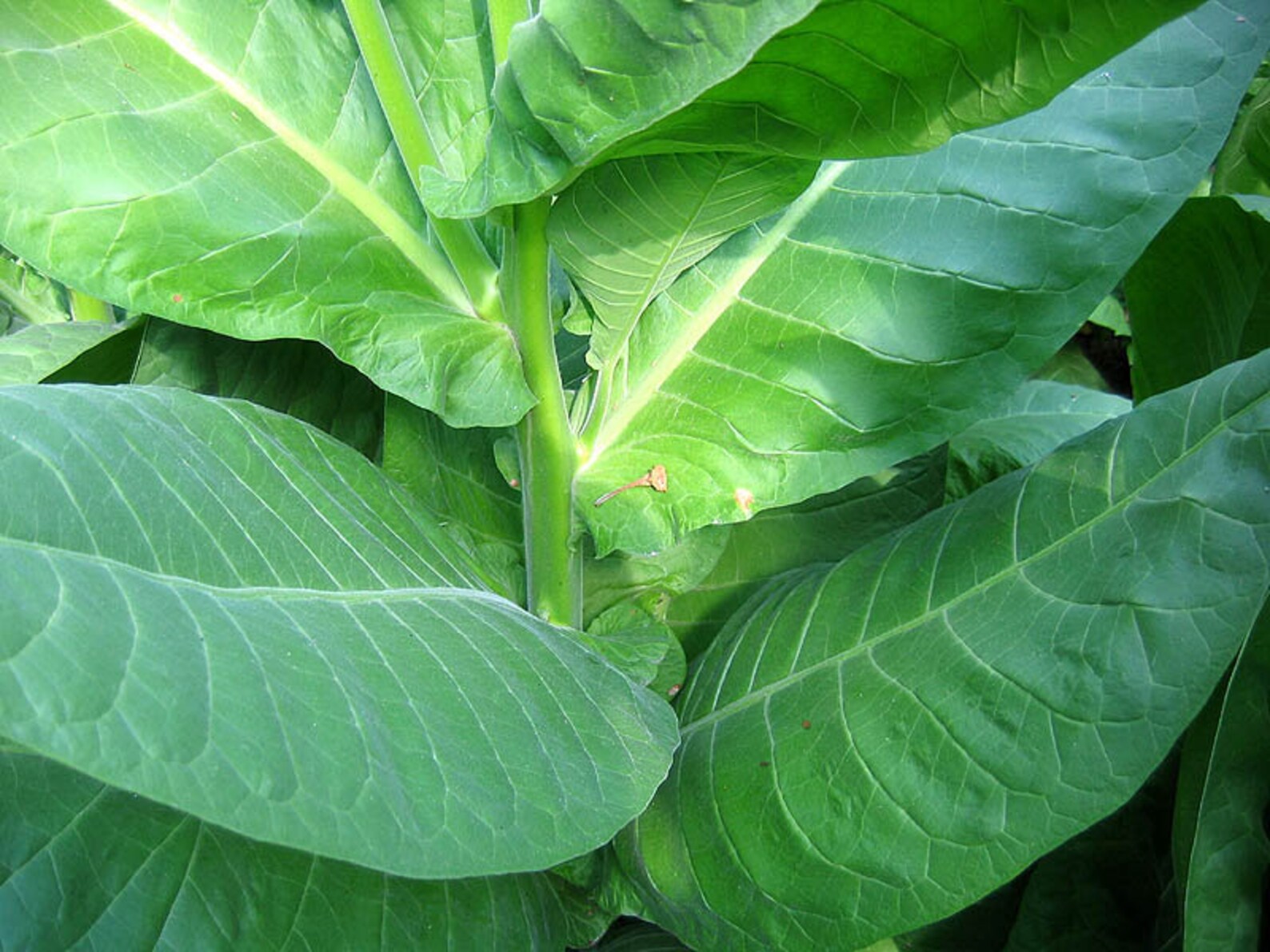 1000 NB 11 Tobacco Seeds ~ Burley Type Heirloom Non-gmo Nicotiana ...