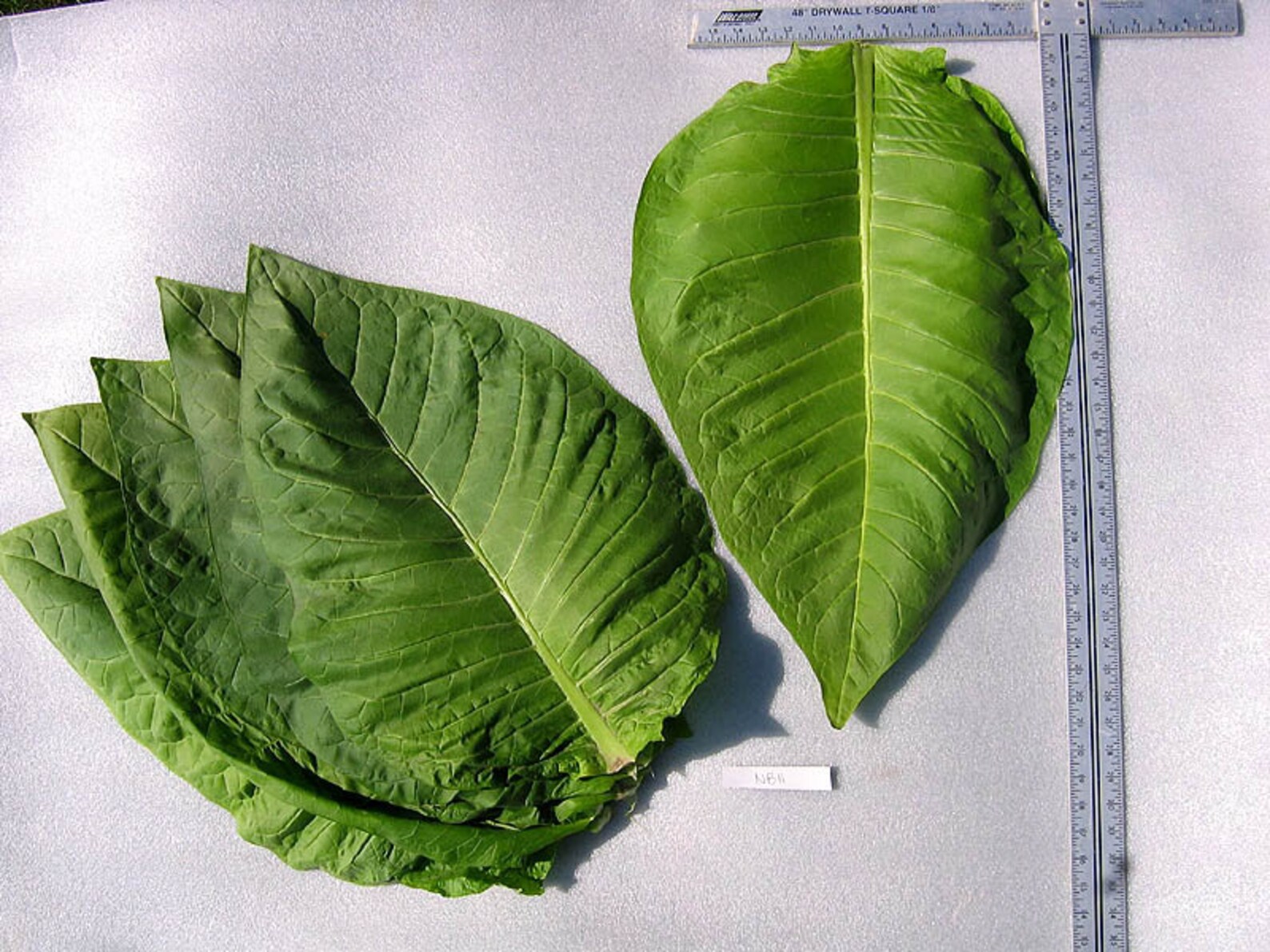 1000 NB 11 Tobacco Seeds ~ Burley Type Heirloom Non-gmo Nicotiana ...
