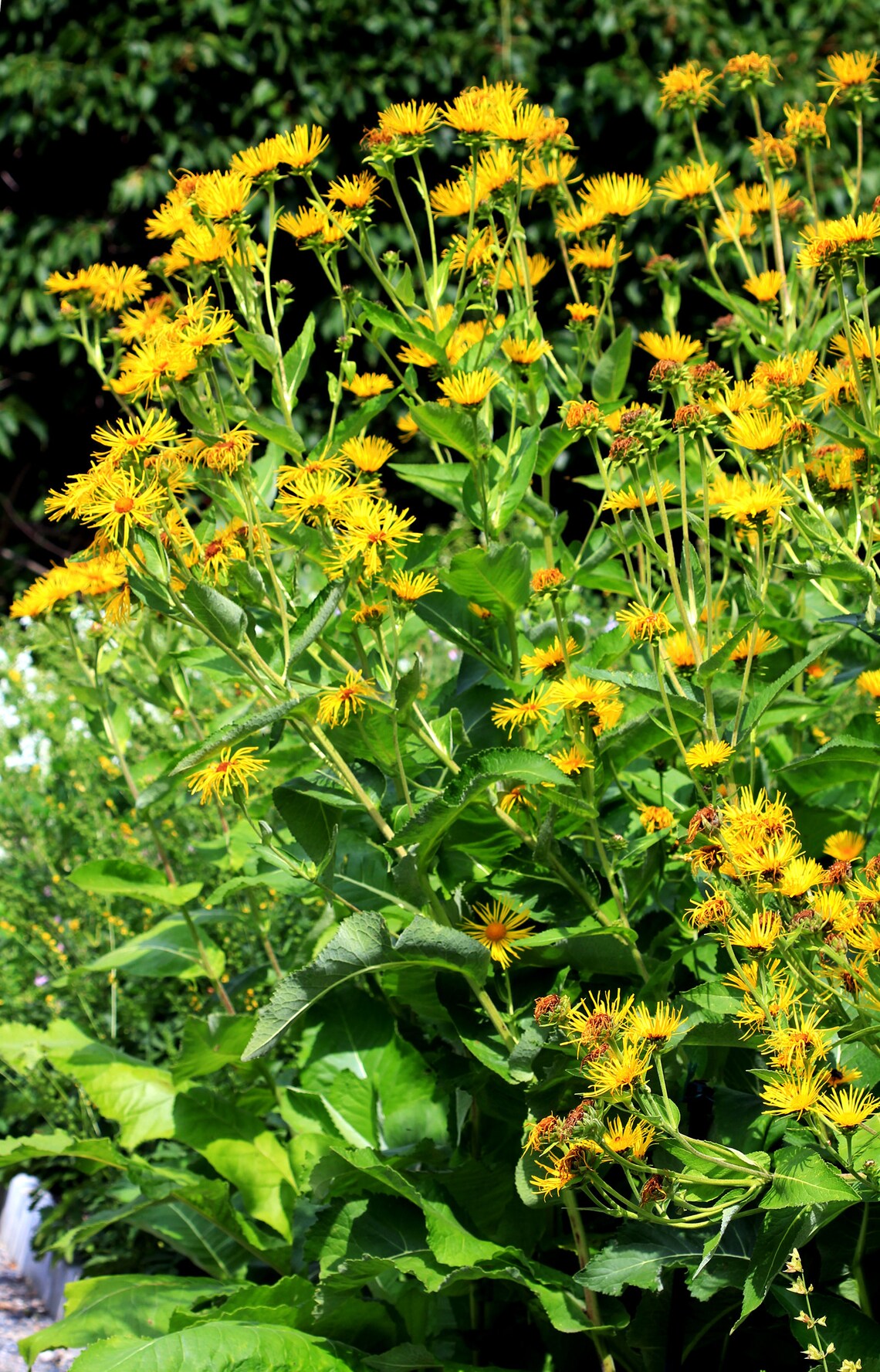 50 Inula Helenium Seeds - Horse Heal - Elf Dock - Elecampane - Non-gmo ...