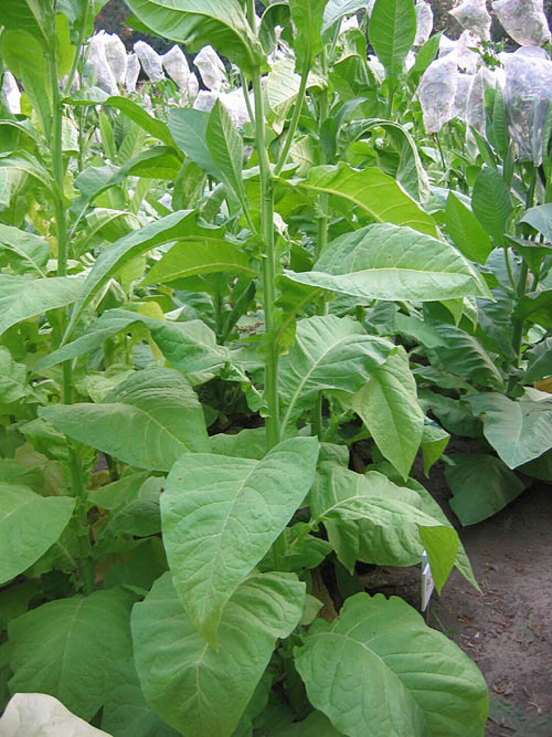 1000 Big Gem Tobacco Seeds ~ Early Big Producing Non-gmo Nicotiana ...