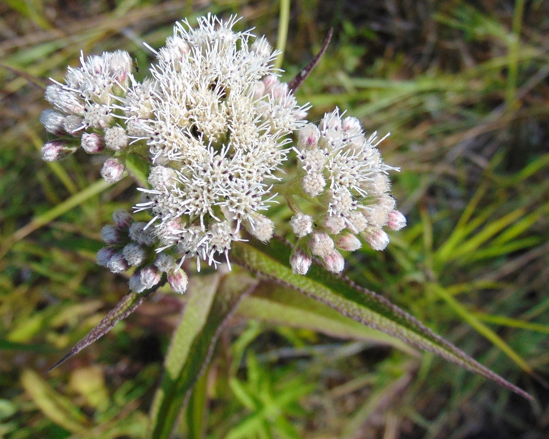 300 Common Boneset Seeds - Eupatorium Perfoliatum - None-gmo Herb - Etsy