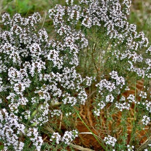 Garden Thyme Seeds - Thymus Vulgaris Seeds - Culinary Herb - Multiple Quantities - Etsy