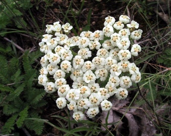 500 Common Yarrow Seeds / Achillea Millefolium medicinal - Etsy