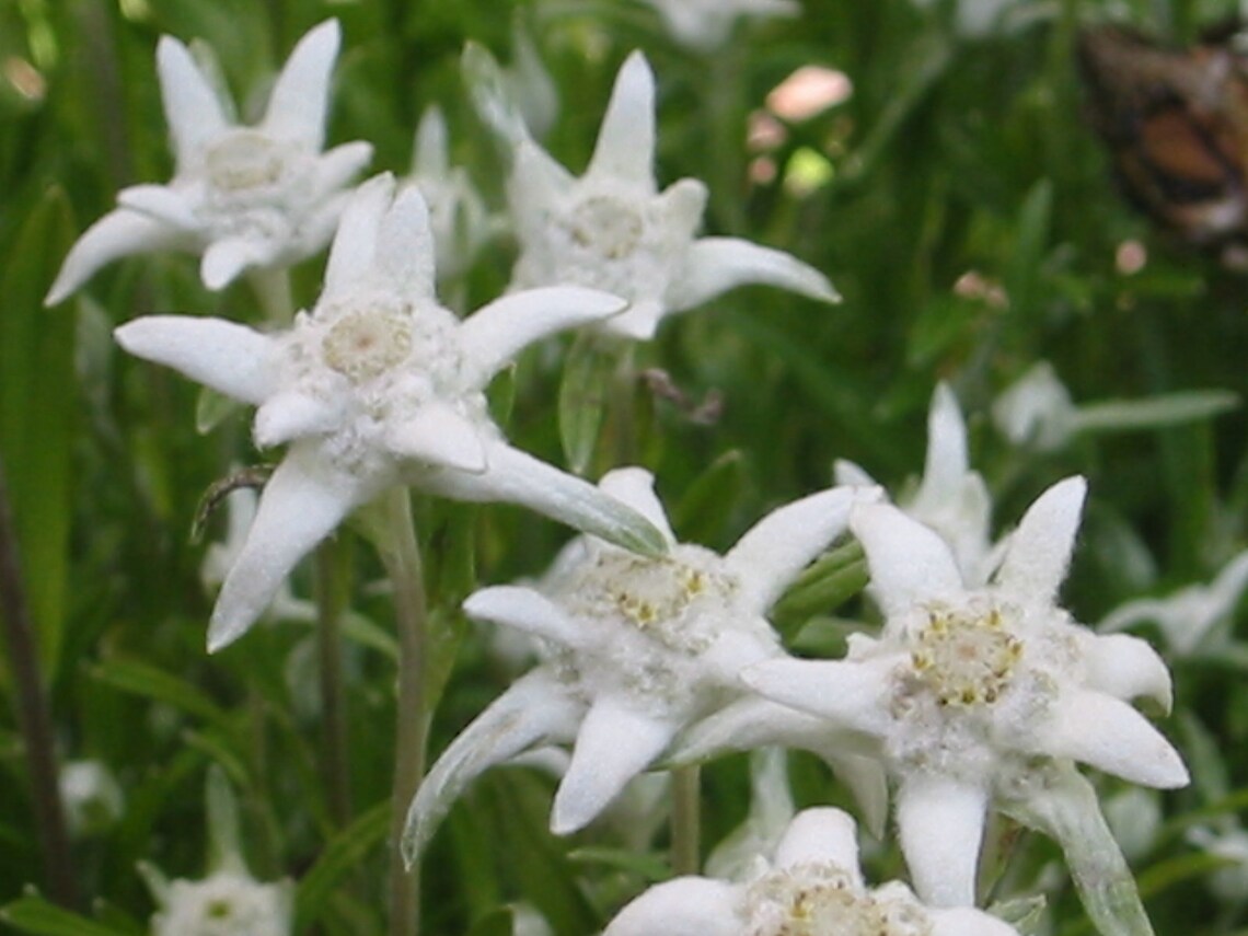 500 Leontopodium Alpinum Seeds Edelweiss Seeds - Etsy