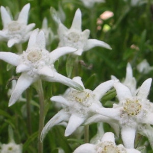 500 Leontopodium Alpinum Seeds - Edelweiss Seeds - Etsy
