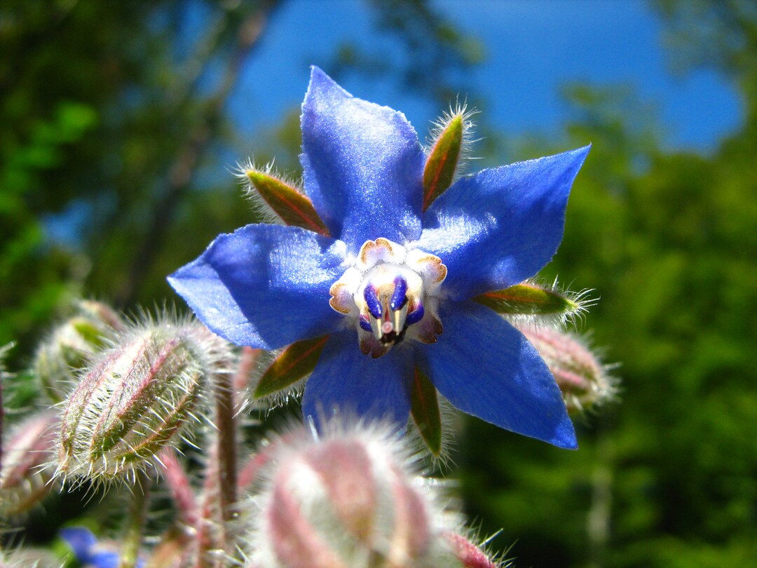 150 Borage Seeds - Borago Officinalis Seeds - Deer Resistant - Flowers ...