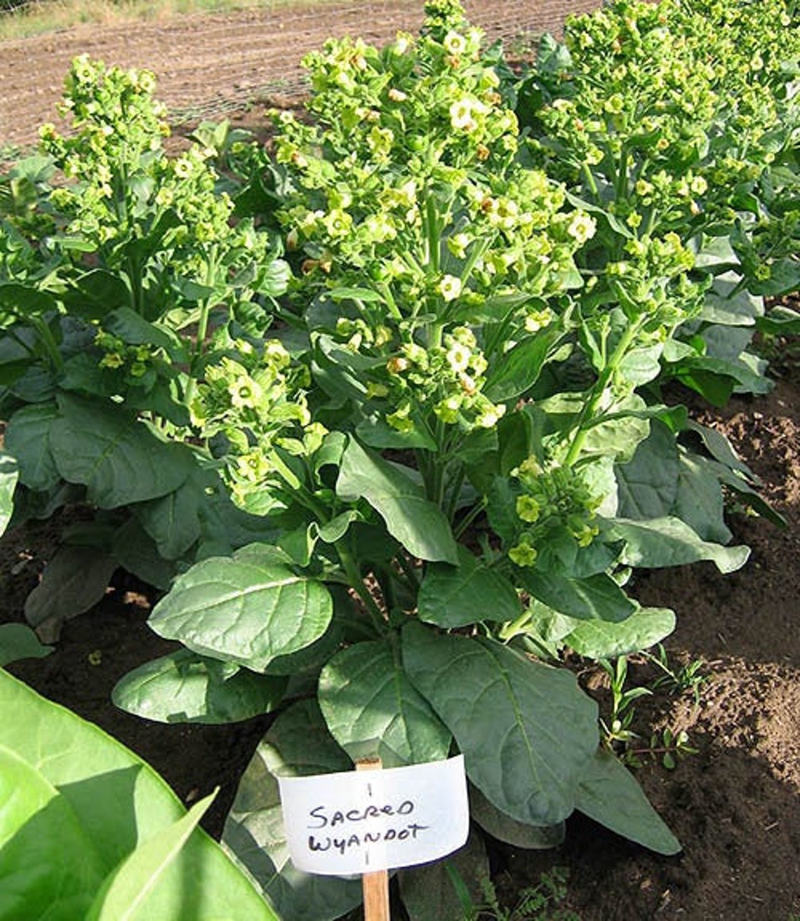 1000 Sacred Wyandot Rustica Tobacco Seeds Nicotiana Sacred - Etsy
