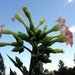 1000 NB 11 Tobacco Seeds ~ Burley Type Heirloom Non-gmo Nicotiana ...
