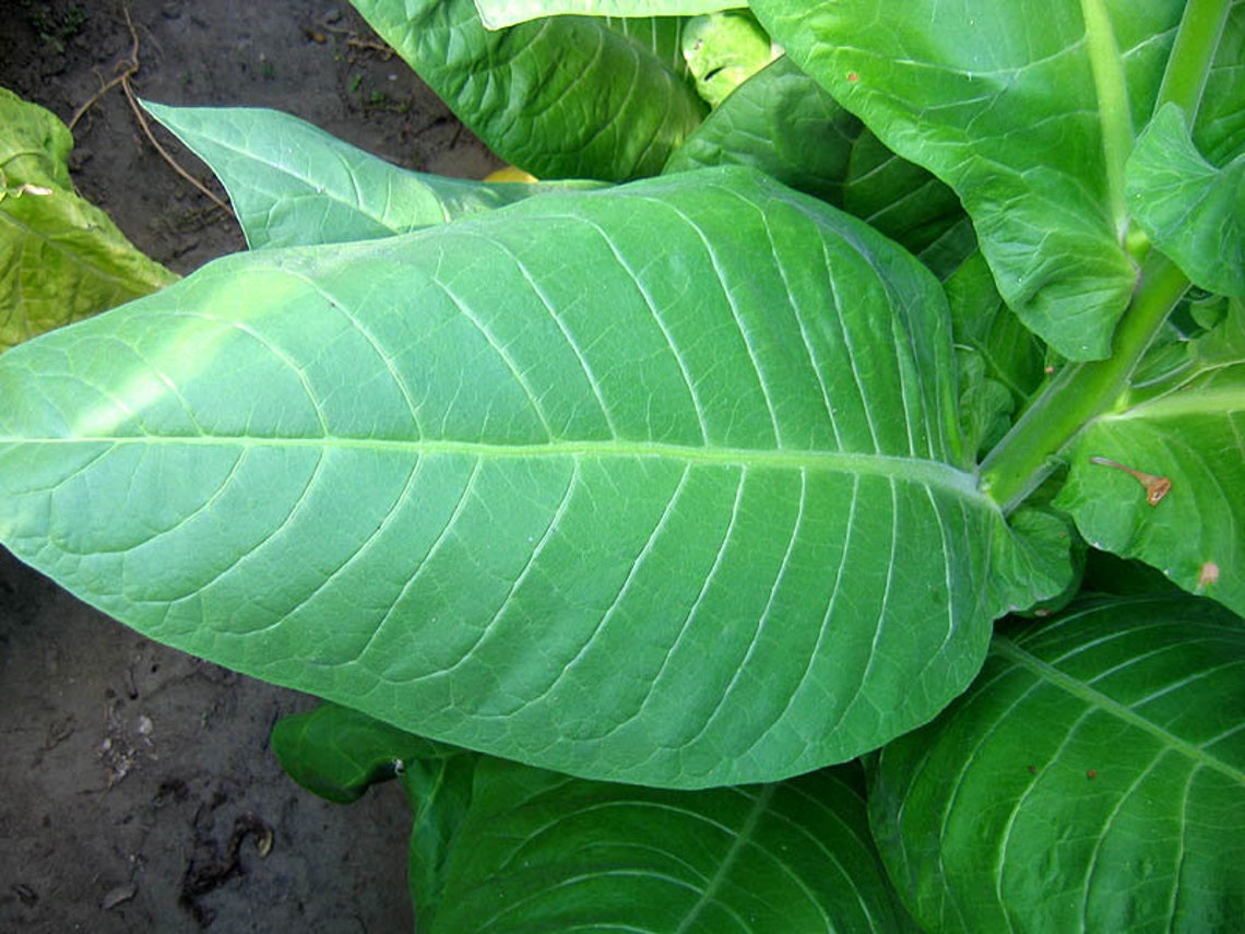 1000 NB 11 Tobacco Seeds ~ Burley Type Heirloom Non-gmo Nicotiana ...