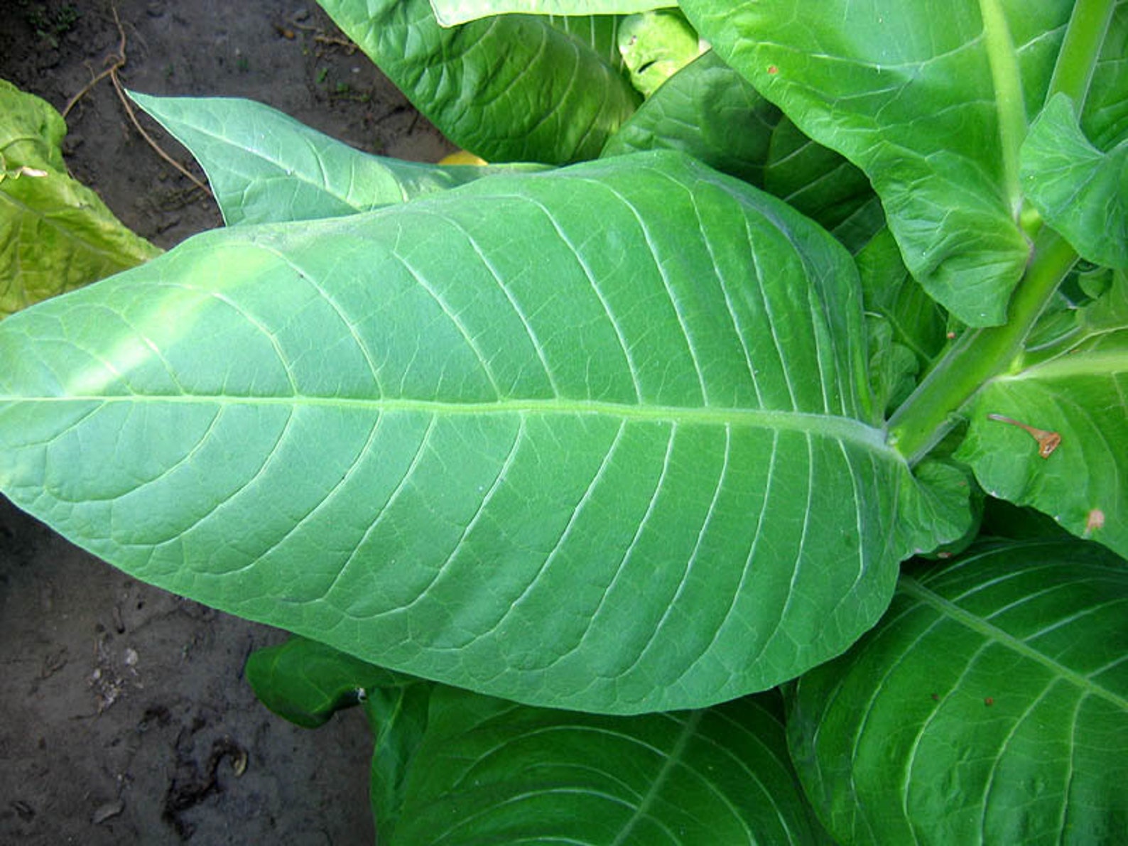 1000 NB 11 Tobacco Seeds ~ Burley Type Heirloom Non-gmo Nicotiana ...