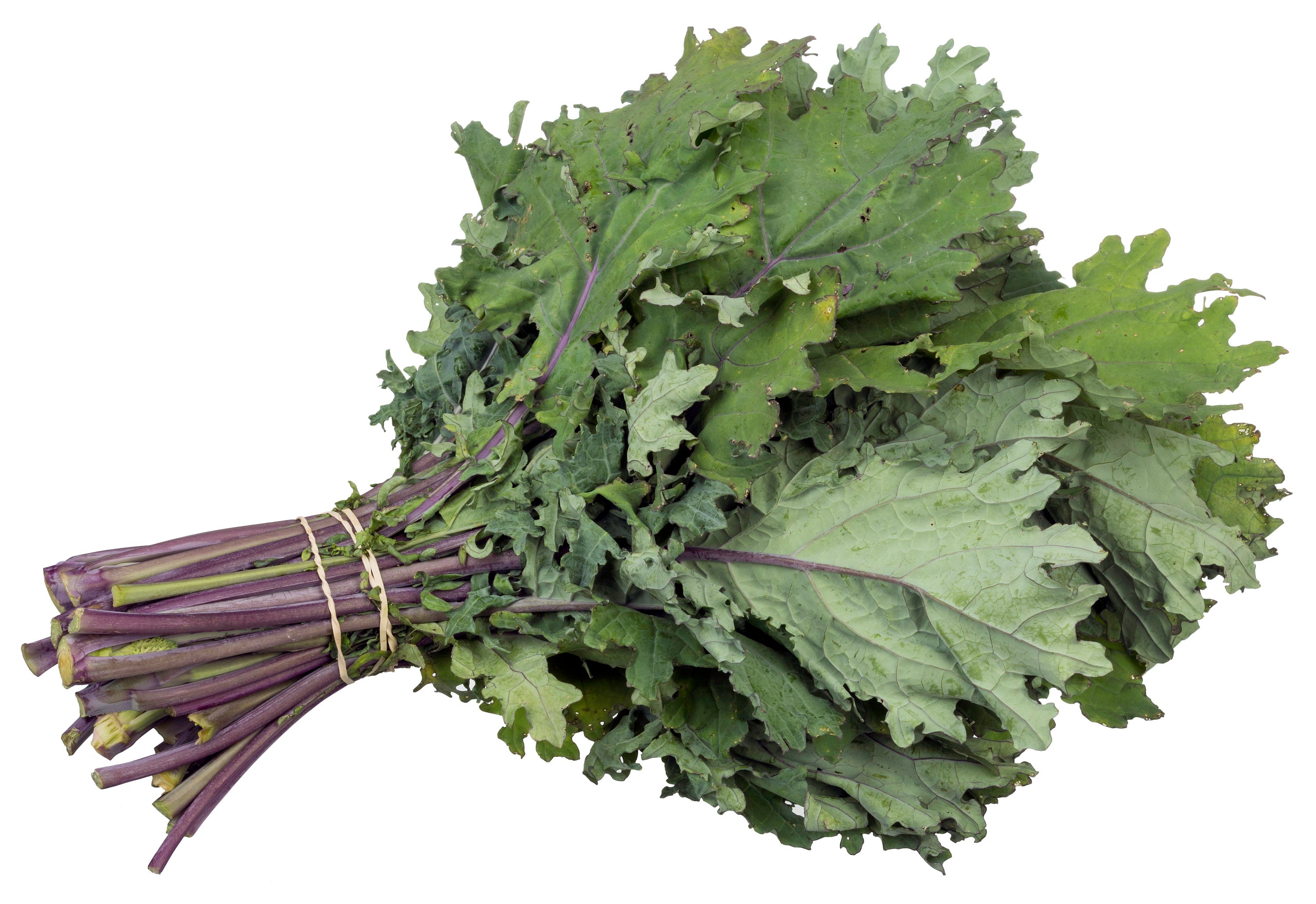 2000 Kale Seeds Russian Red Kale Non-gmo Heirloom Kale - Etsy