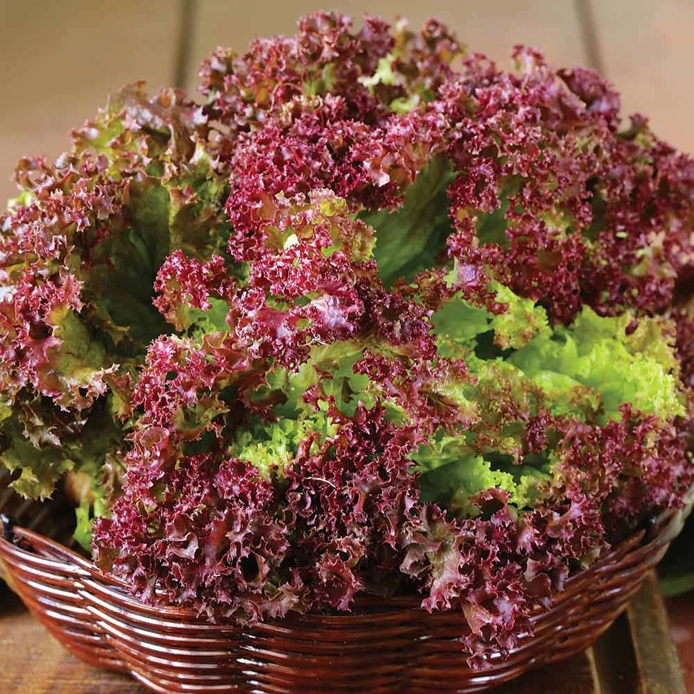 4000 Gourmet Lettuce Seed Mix 5 Varieties Bulk Seed - Etsy