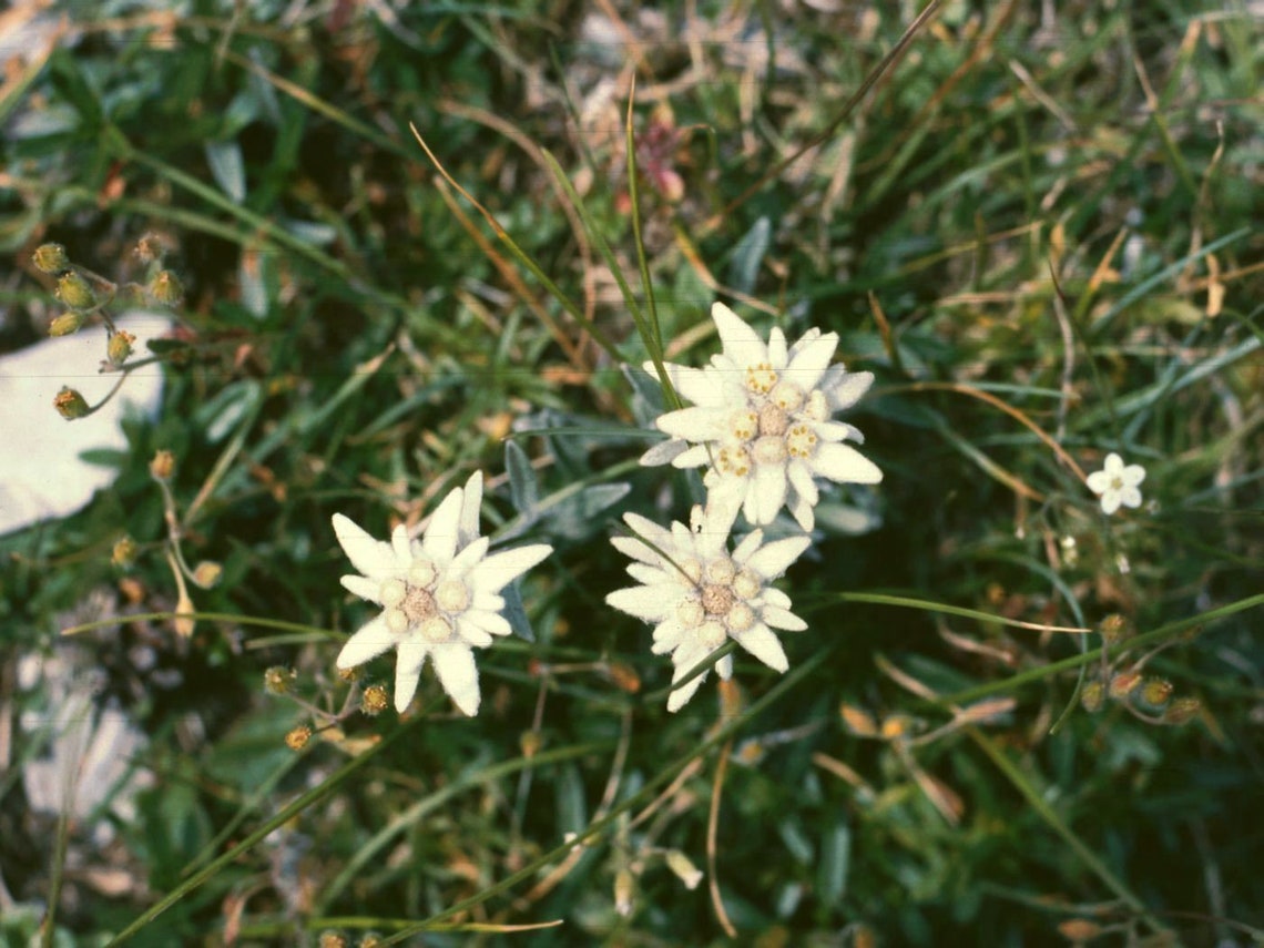 500 Leontopodium Alpinum Seeds - Edelweiss Seeds - Etsy