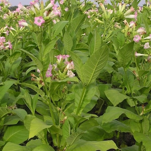 1000 Aztec Nicotiana Rustica Tobacco Seeds - Aztec Tobacco - Sacred ...