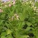 1000 Aztec Nicotiana Rustica Tobacco Seeds Aztec Tobacco - Etsy