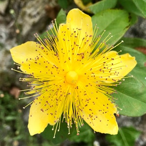 Great St Johns Wort Seeds - Hypericum Ascyron Seeds - Multiple ...