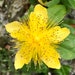 Great St Johns Wort Seeds Hypericum Ascyron Seeds Multiple Quantities ...